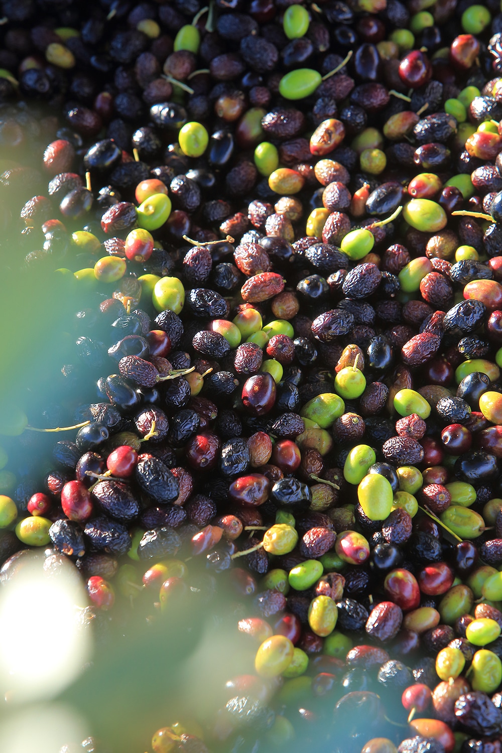 L'olive de Nice, l'or vert, trésor de Méditerranée